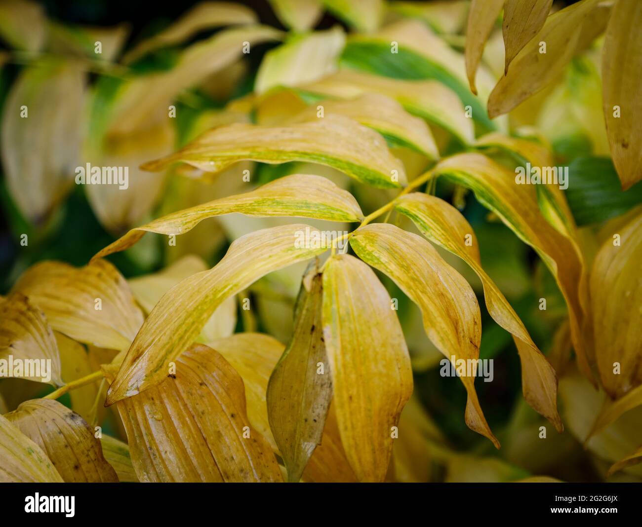 Autumn leaves from the giant lily of the valley Stock Photo - Alamy