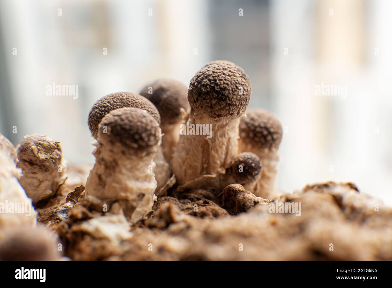 cultivation of shiitake mushrooms. Growing mushrooms at home Stock ...
