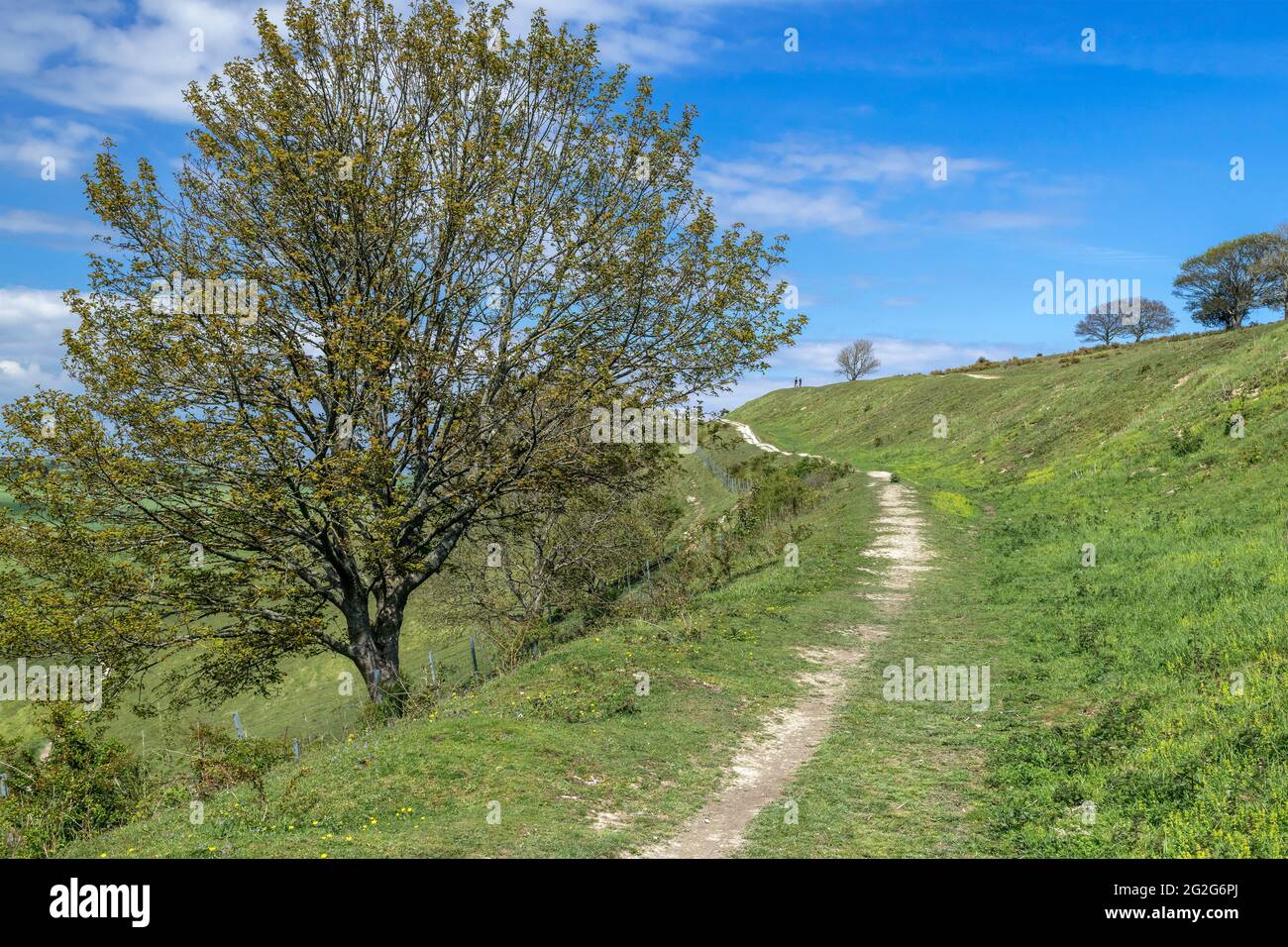 Findon tree hi-res stock photography and images - Alamy