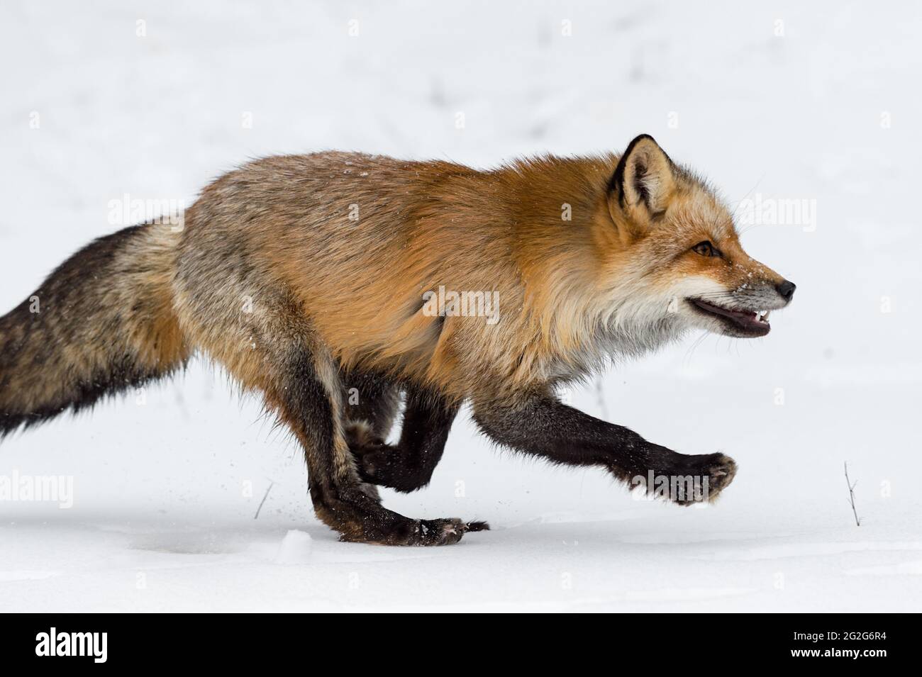 Red Fox (Vulpes vulpes) Runs Right Front Paws Up Winter - captive ...