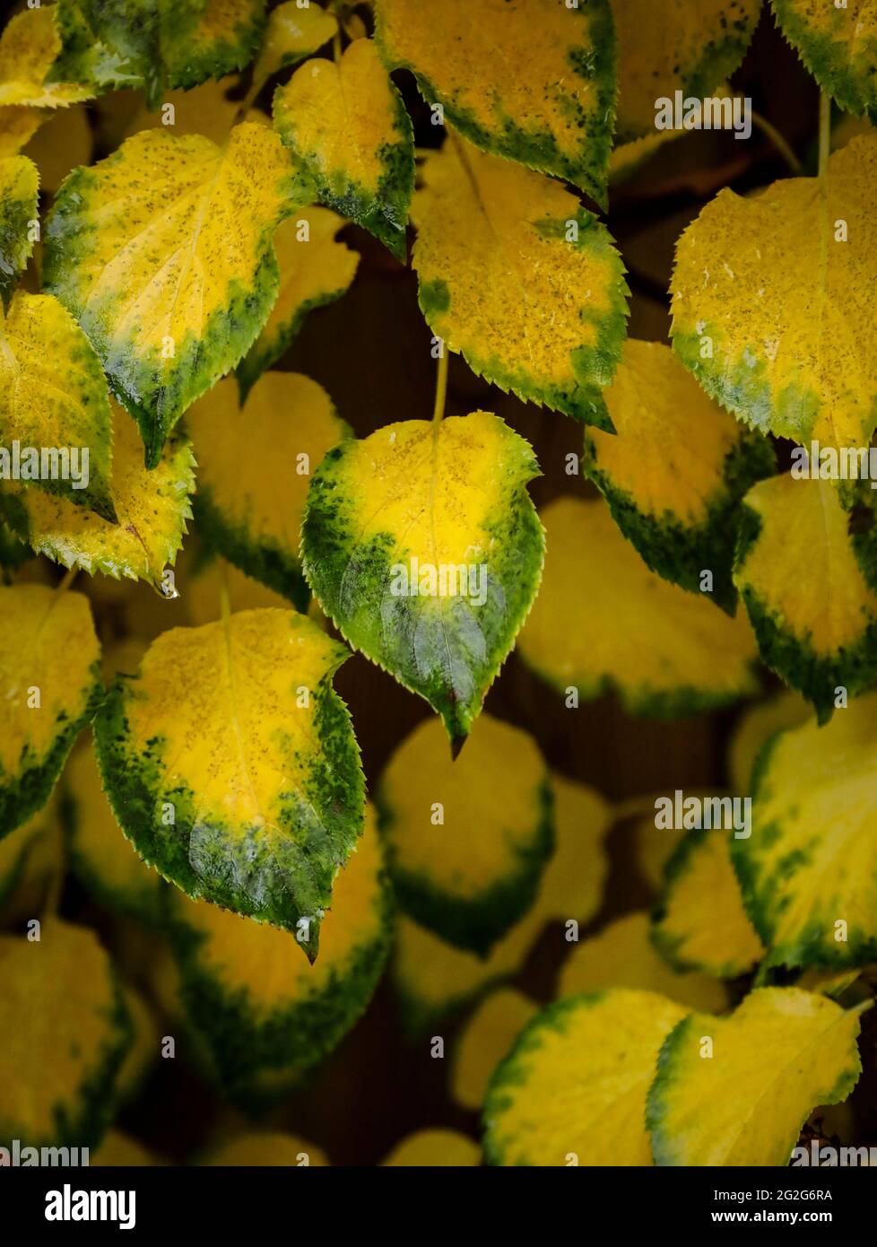 Fall color hydrangea leaves hi-res stock photography and images - Alamy