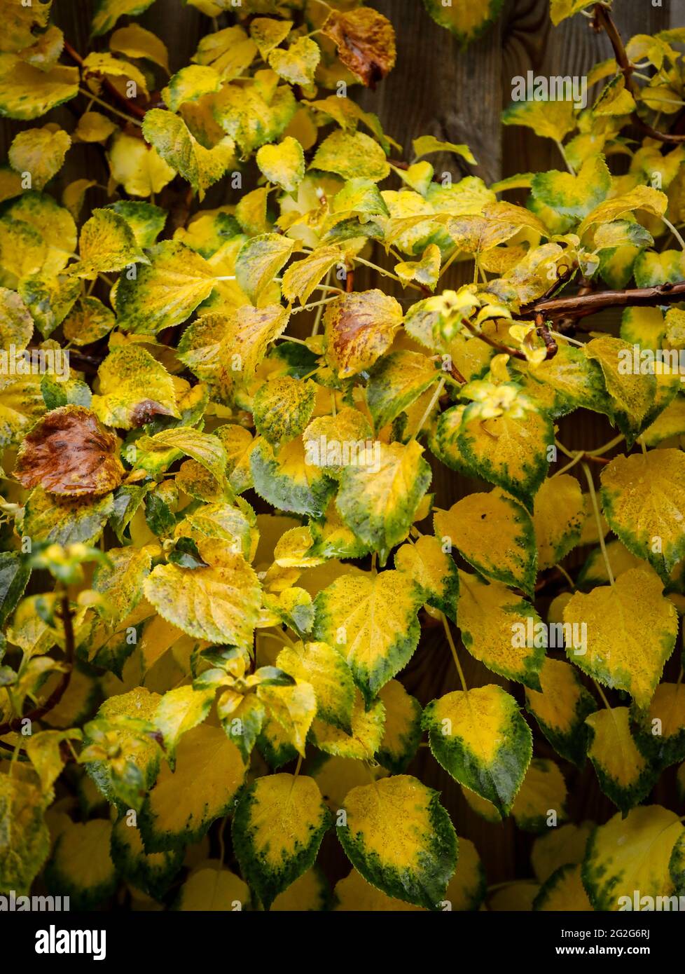 Fall color hydrangea leaves hi-res stock photography and images - Alamy