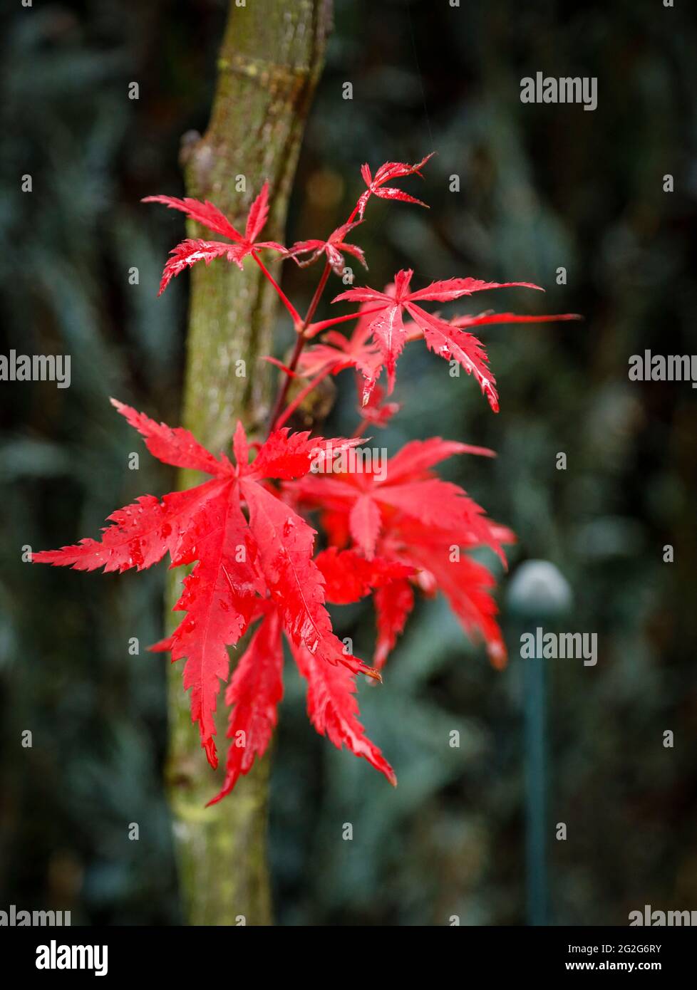 Blood red colour hi-res stock photography and images - Alamy