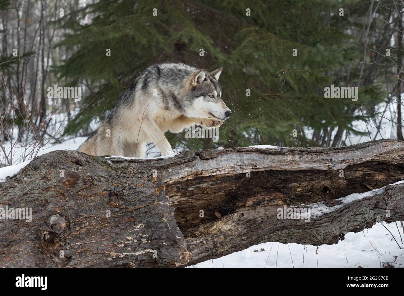 Wolf jump hi-res stock photography and images - Alamy