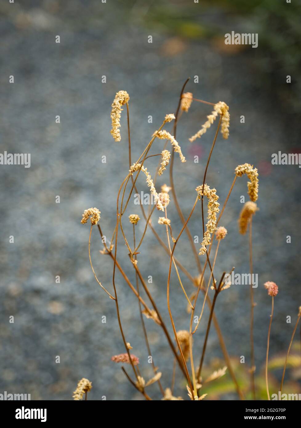 Sanguisorba Hakusanensis, Japan-Wiesenknopf 'Pink Brushes', pink brush ...