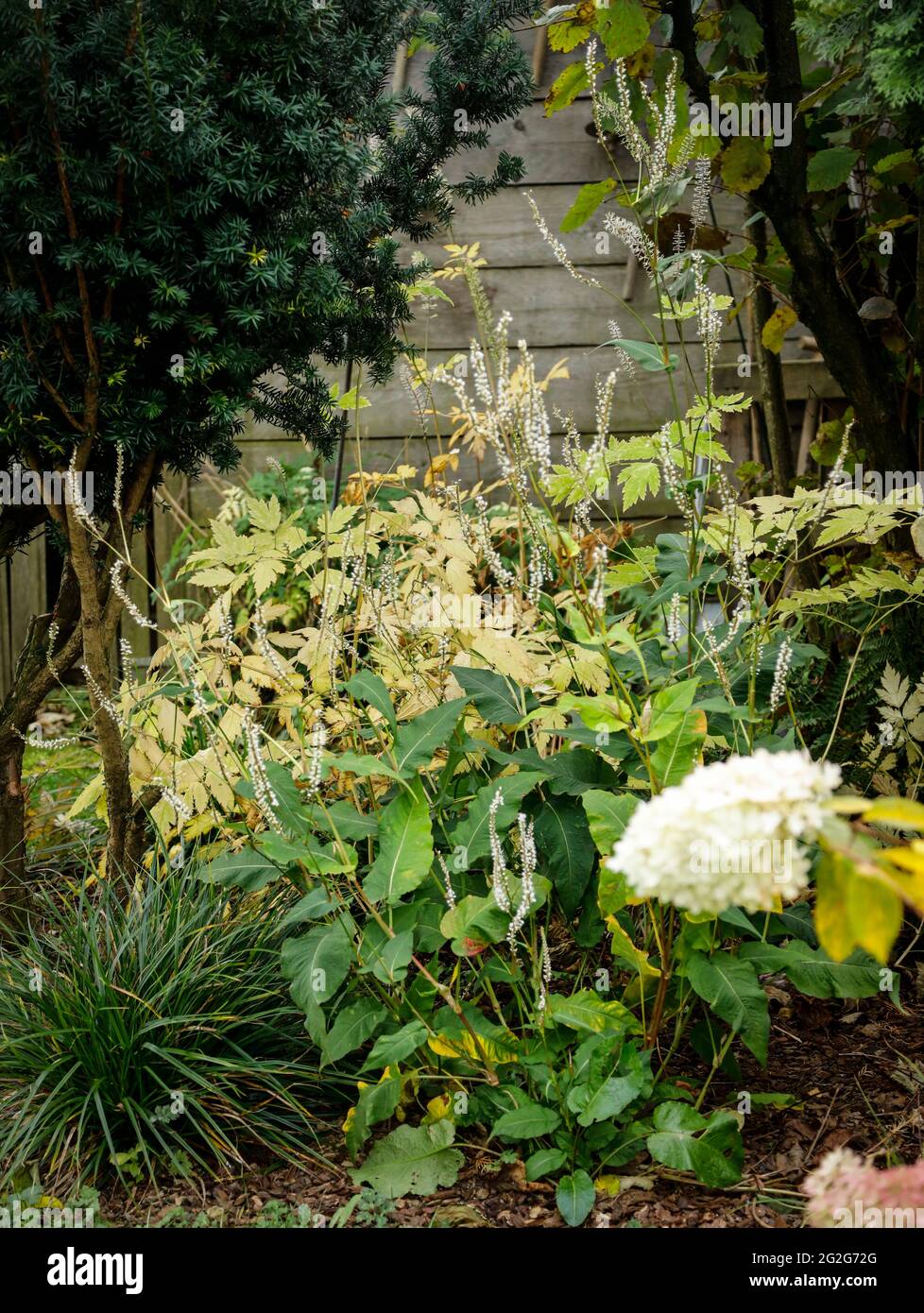 Knot oaks in the autumn shrub bed Stock Photo - Alamy