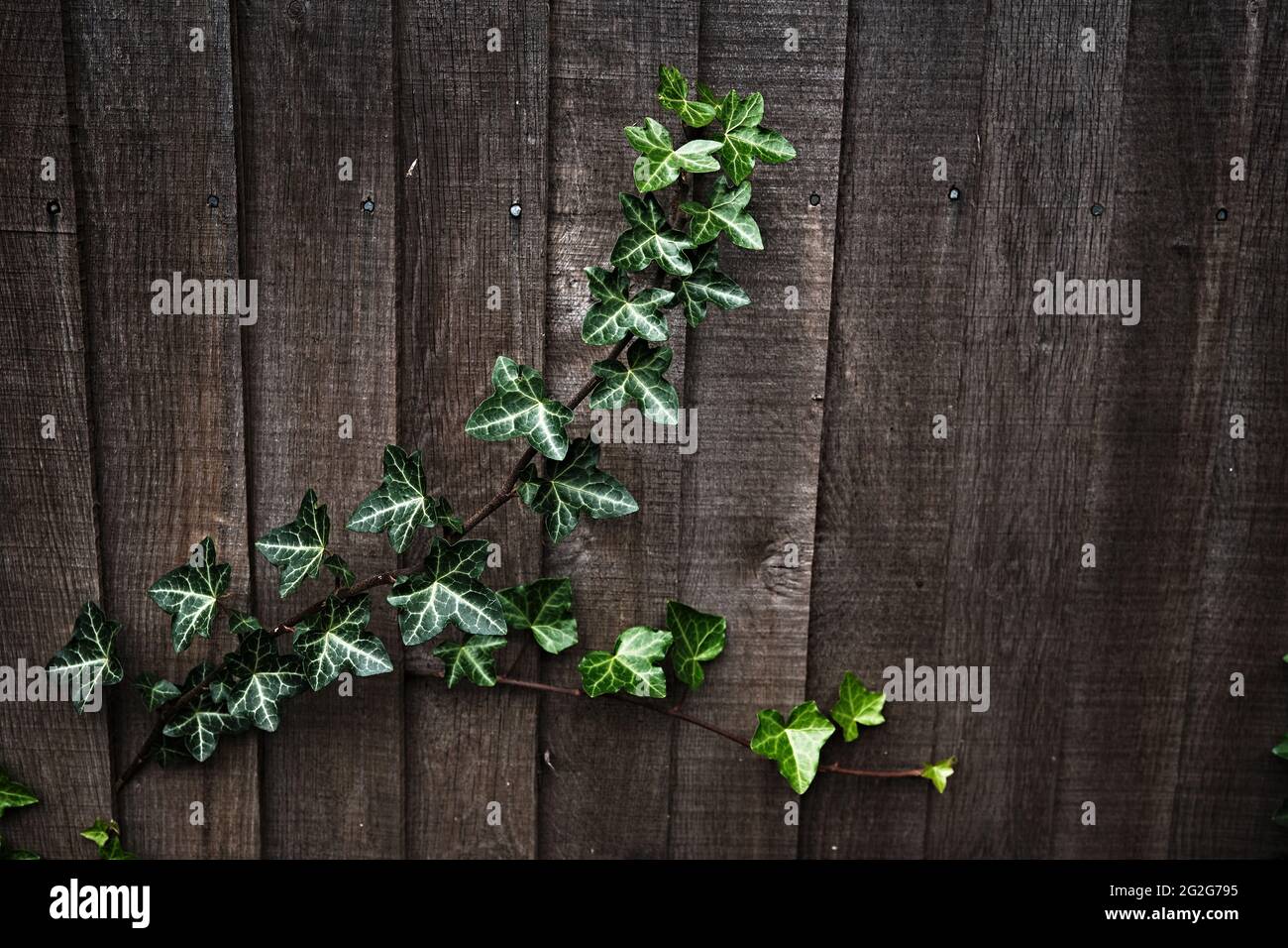 See through fence hi-res stock photography and images - Alamy