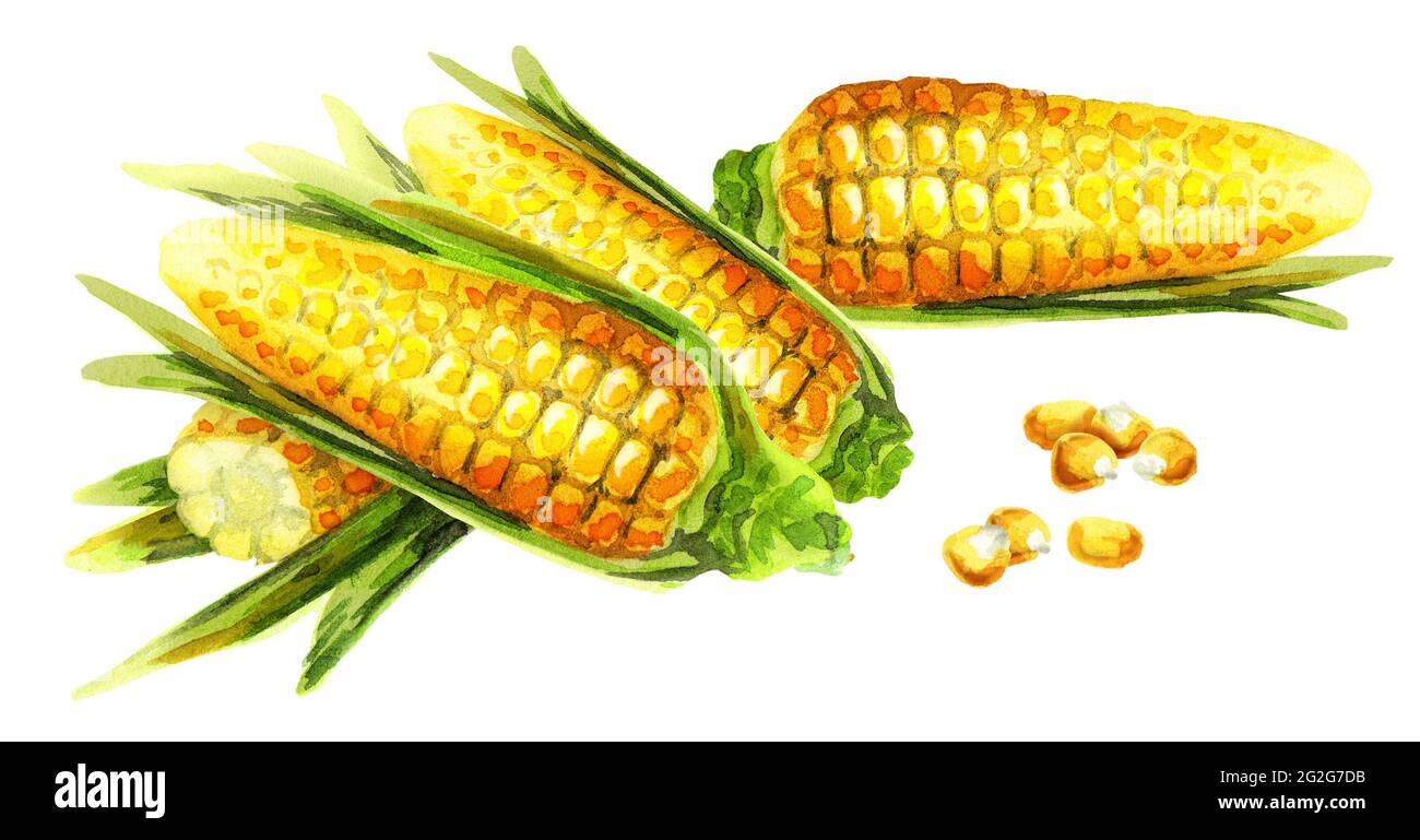 Maize corn corncob corns Cut Out Stock Images & Pictures - Alamy