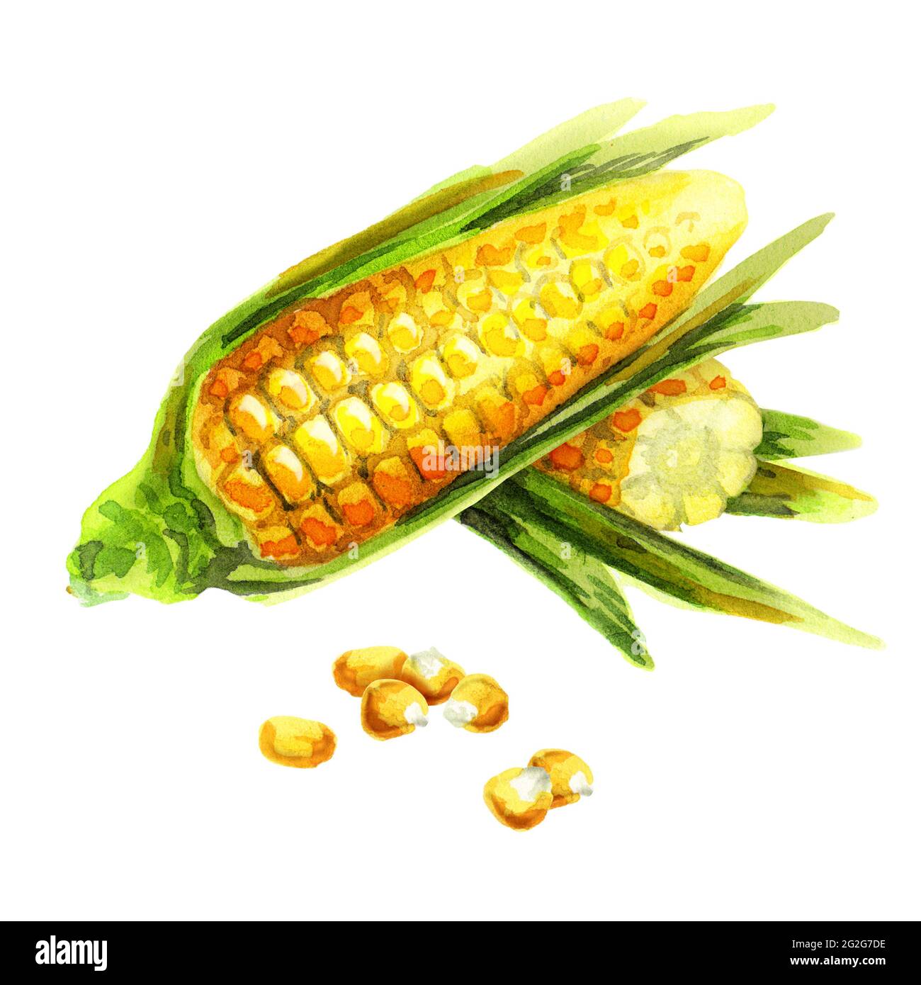 Watercolor corn hi-res stock photography and images - Alamy