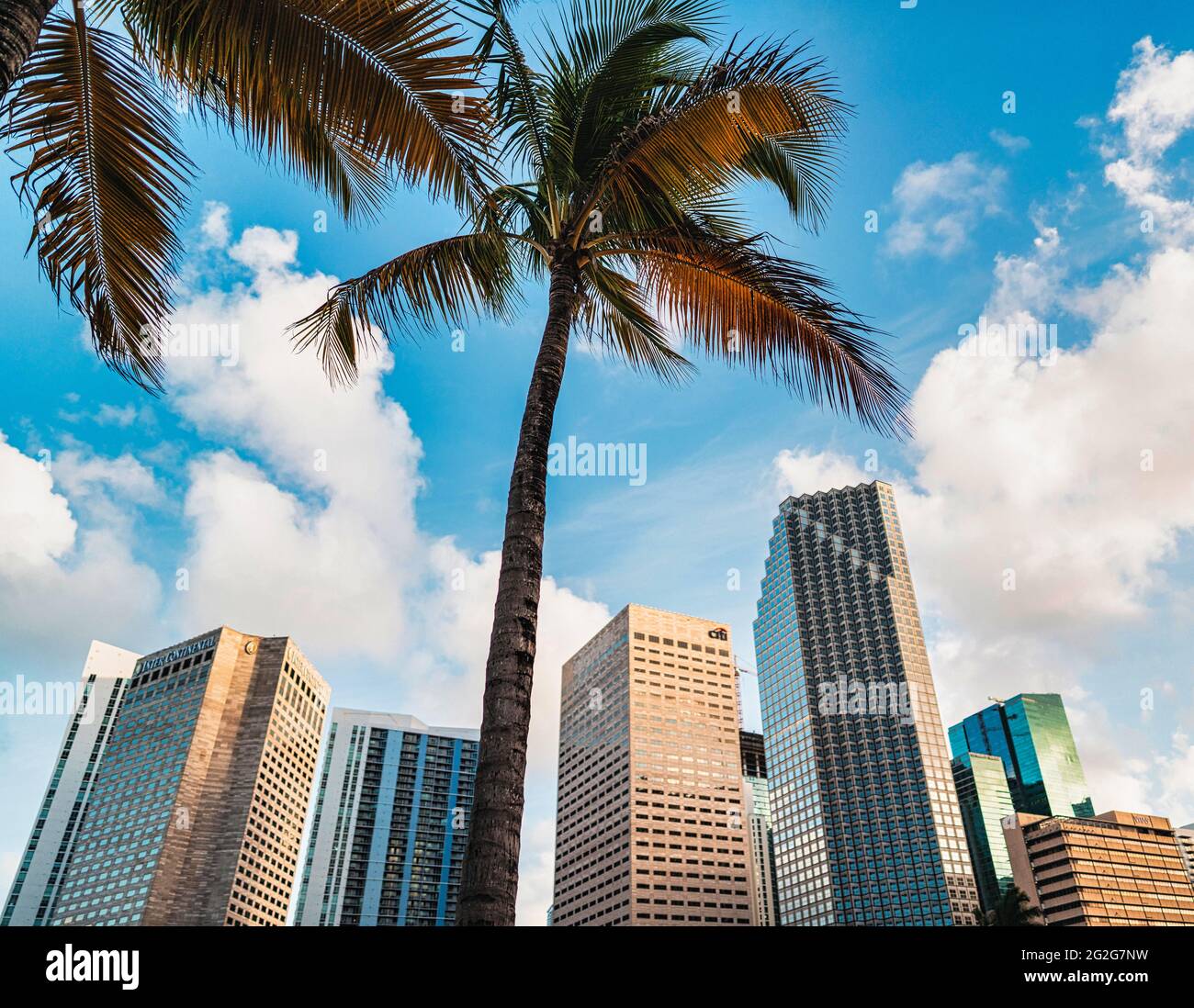 skyline buildings sky blue palm miami florida usa tropical Downtown ...