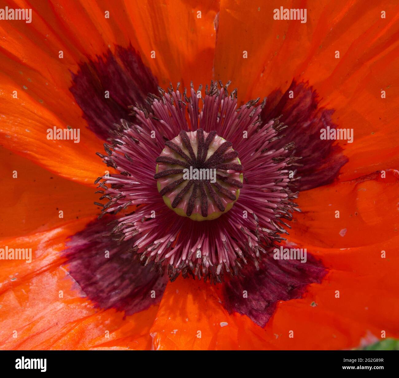 Full frame image of central part of vibrant red poppy Stock Photo - Alamy
