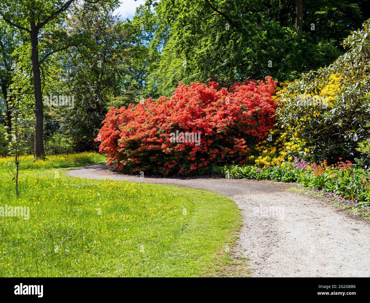 Rhododendron orange flowers flowering shrub hi-res stock photography ...