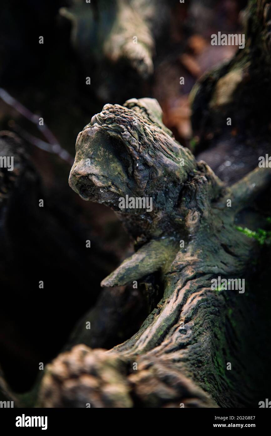 Root rooting hi-res stock photography and images - Alamy