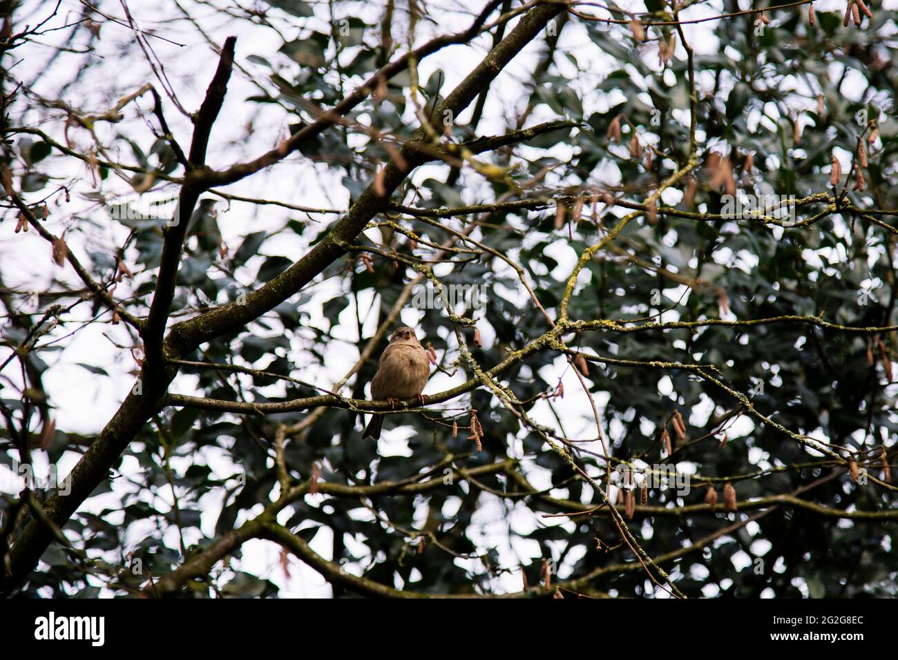 Songbird in tree hi-res stock photography and images - Alamy