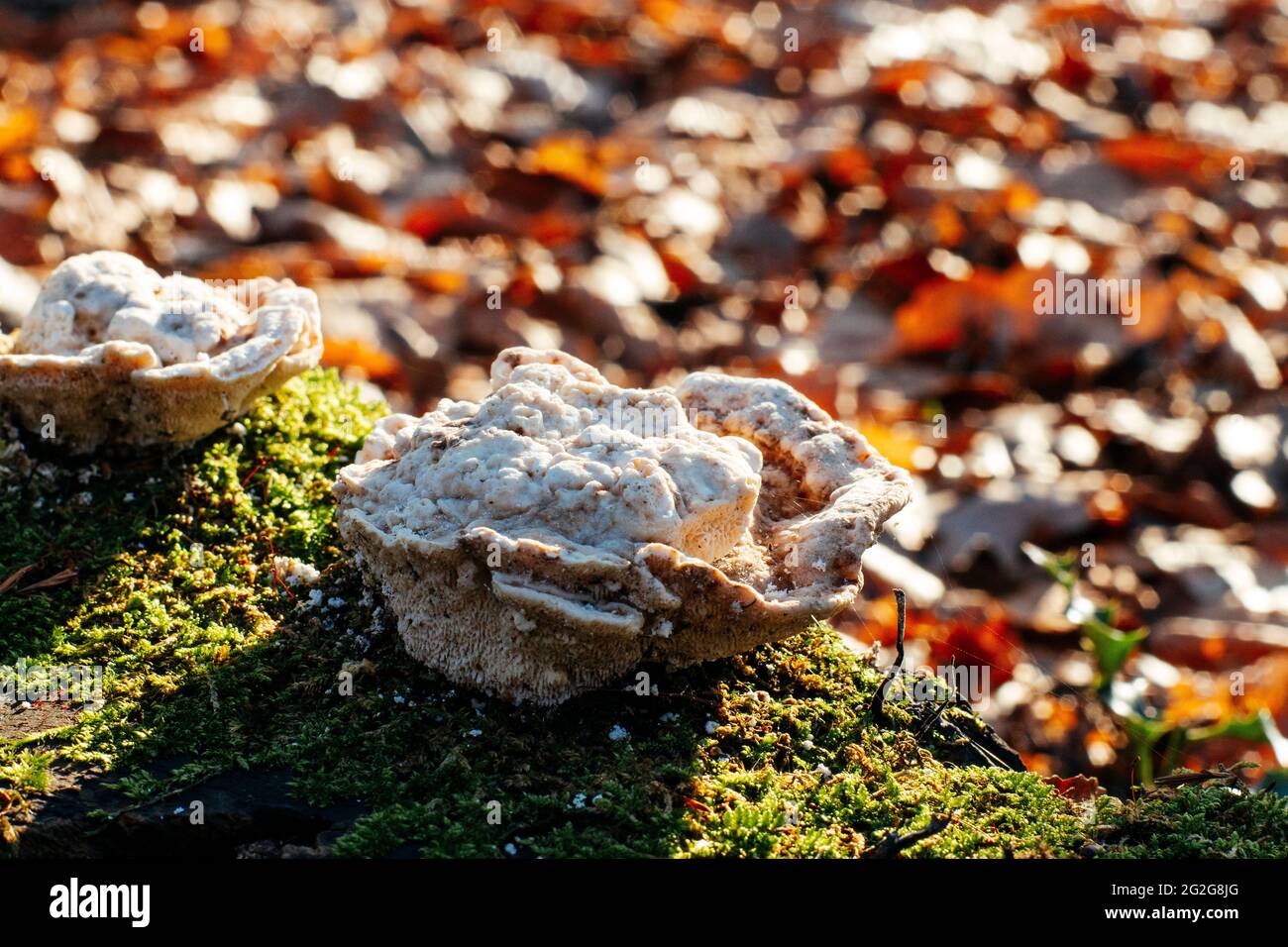 Tree fungus hi-res stock photography and images - Alamy