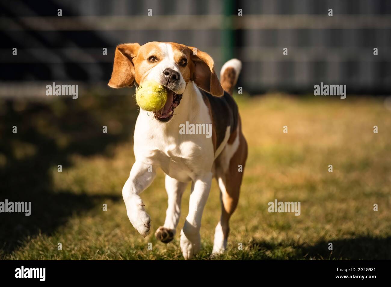 Funny dog runs ball in hi-res stock photography and images - Alamy