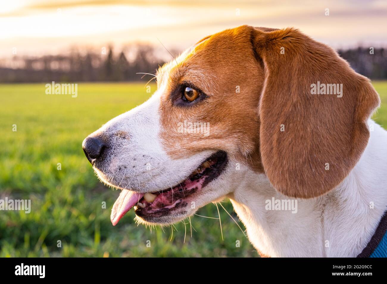 Beagle dog on Rural area. Sunset in nature Stock Photo - Alamy