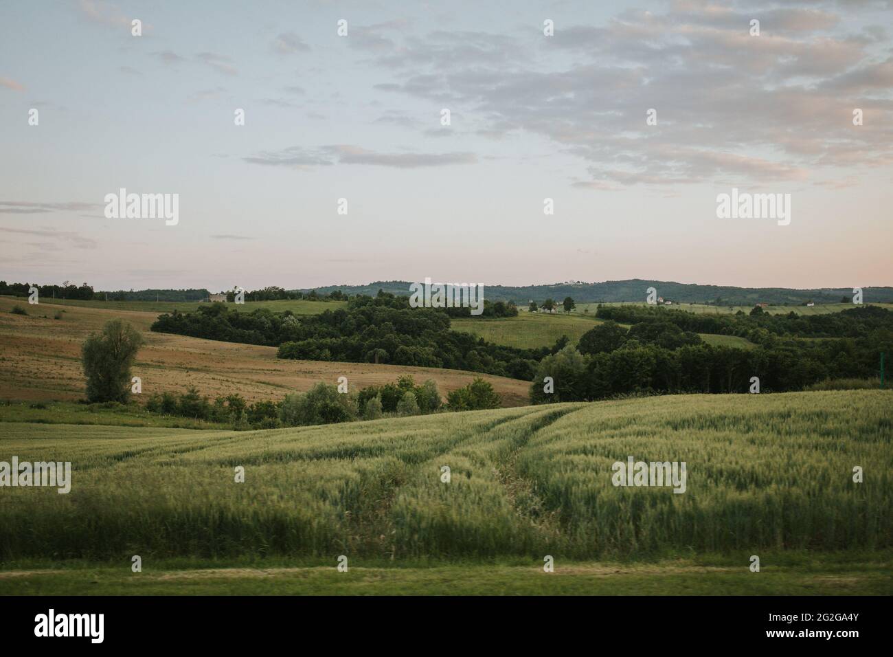 Wheat field in the countryside Stock Photo - Alamy