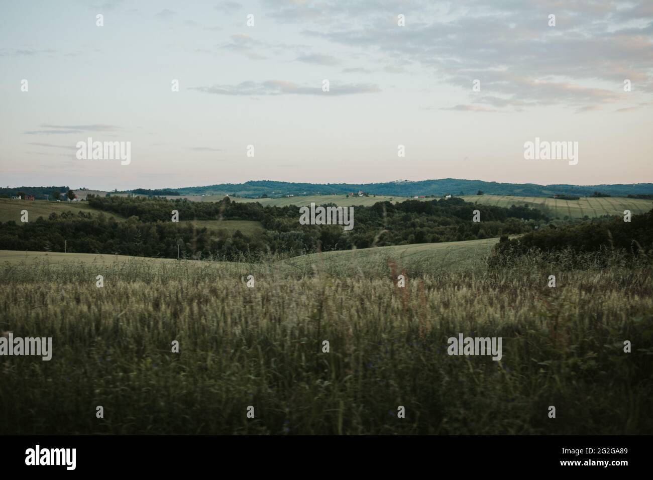 Wheat field in the countryside Stock Photo - Alamy