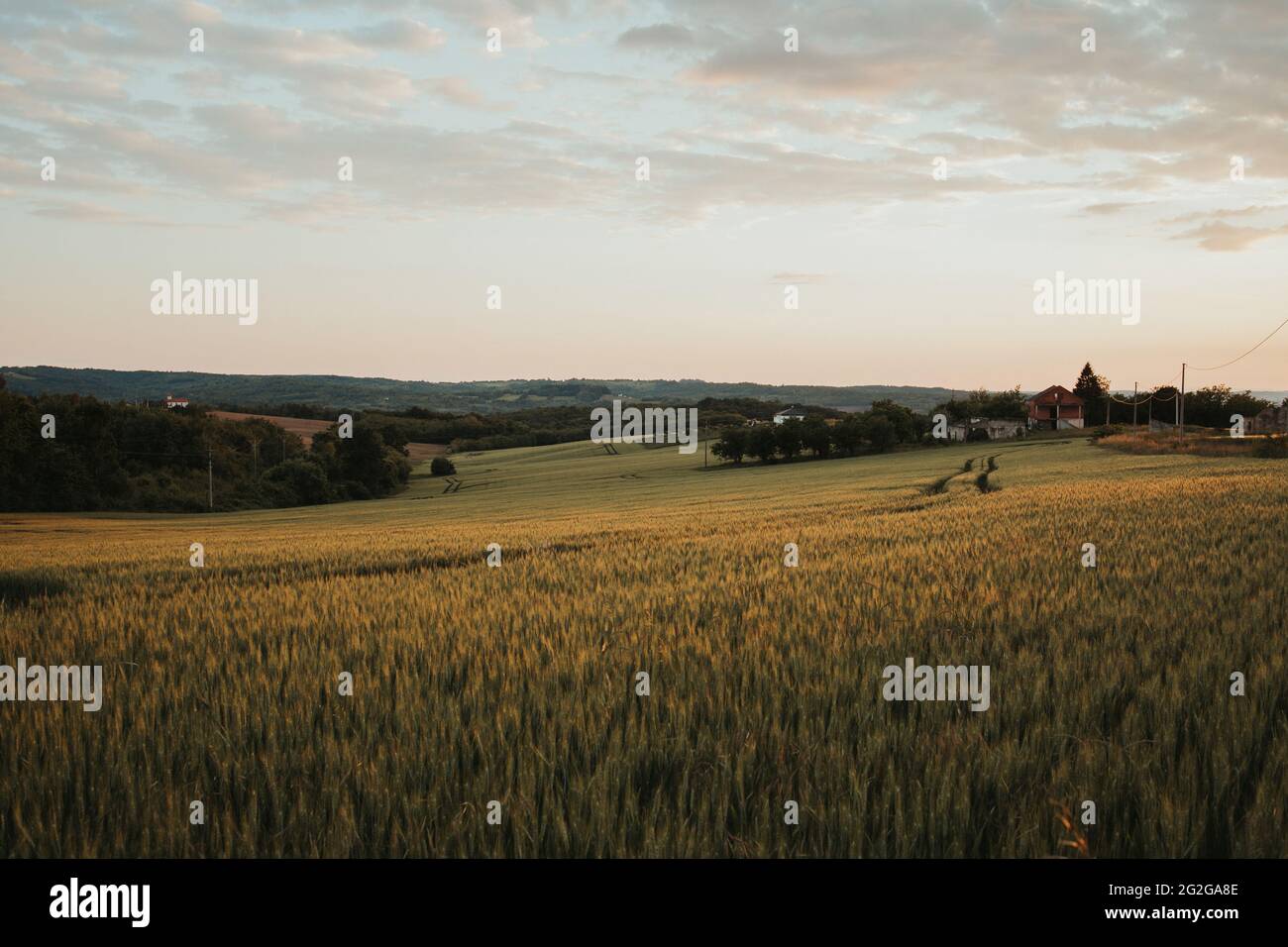 Wheat field in the countryside Stock Photo - Alamy
