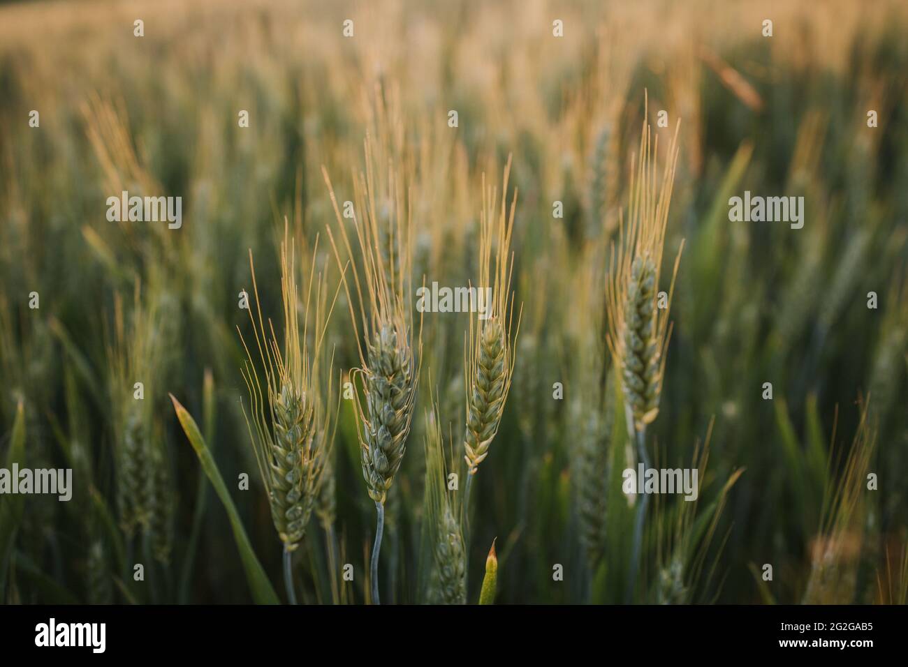 Wheat field in the countryside Stock Photo - Alamy