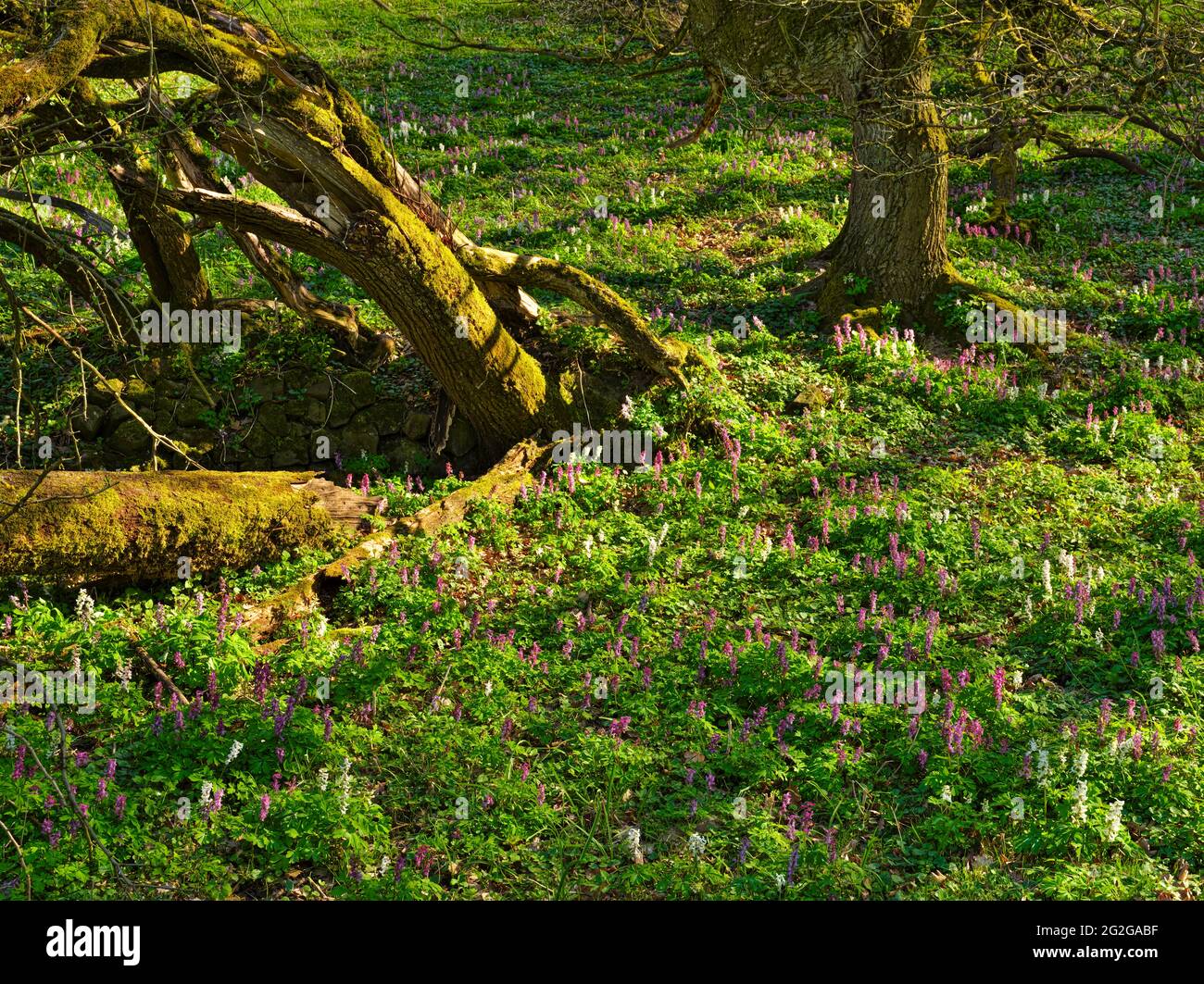 Old fruit trees between flowering hollow lark spur hi-res stock ...