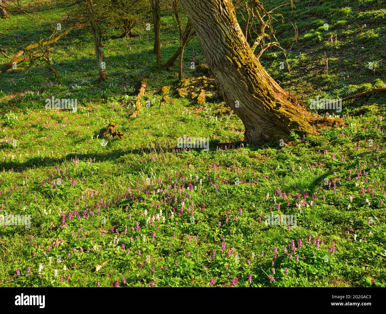 Old fruit trees between flowering hollow lark spur hi-res stock ...