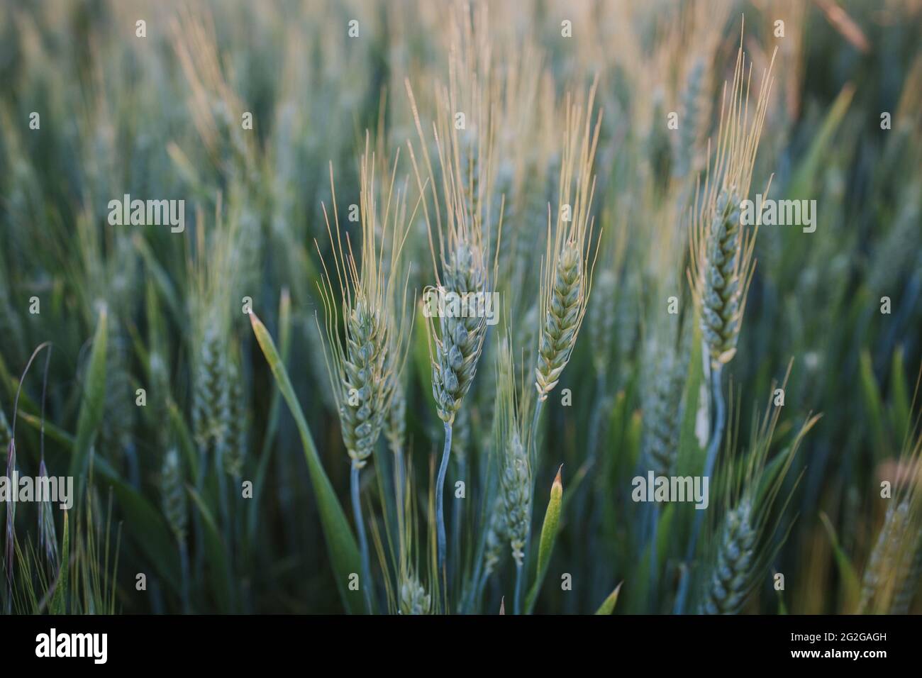 Wheat field in the countryside Stock Photo - Alamy