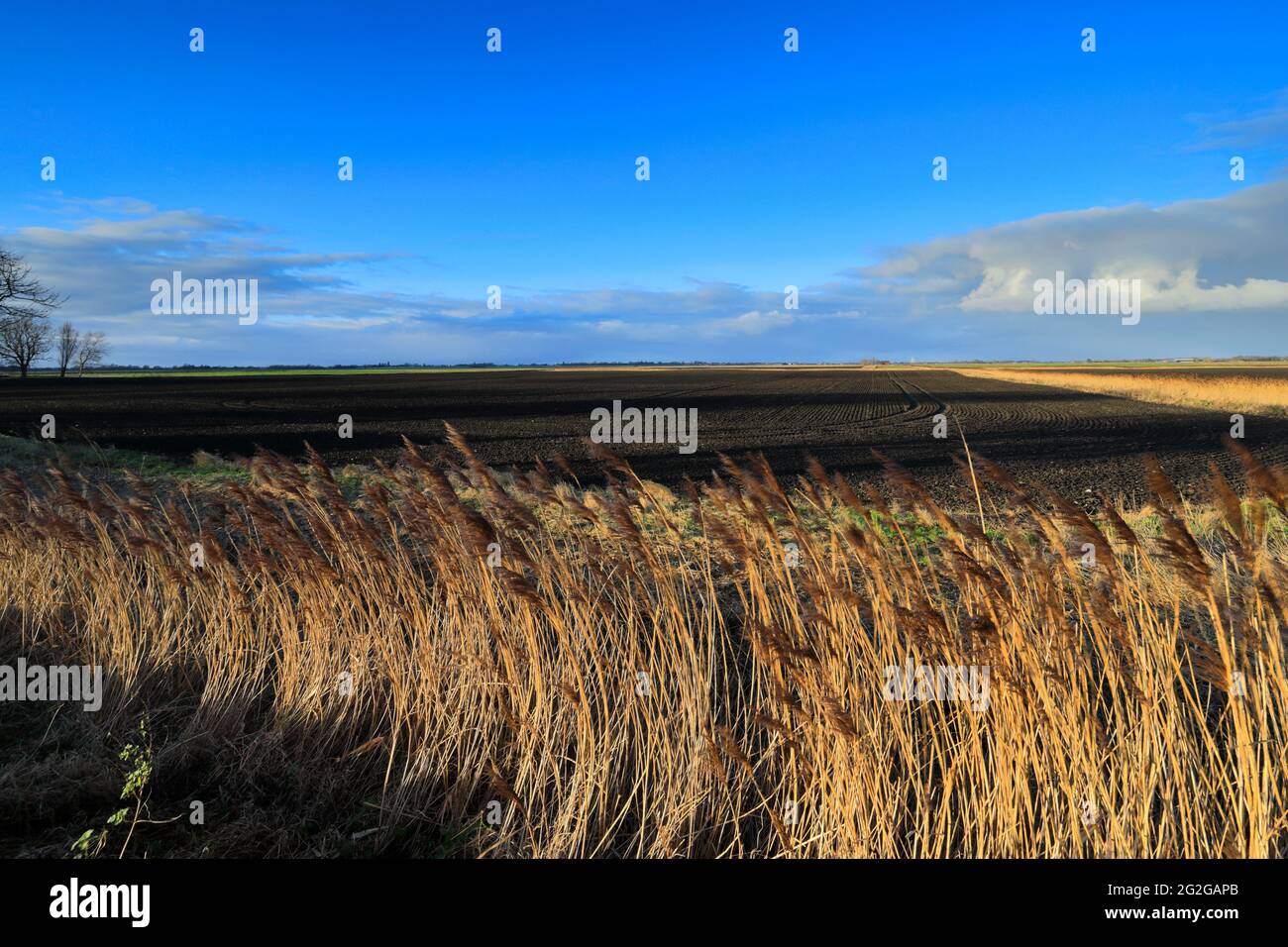Fenland fields near wisbech hi-res stock photography and images - Alamy