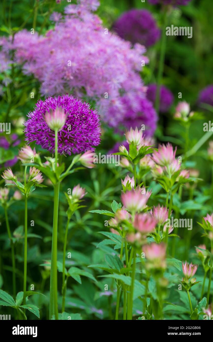 Allium giganteum flower heads, also called a giant onion Allium ...