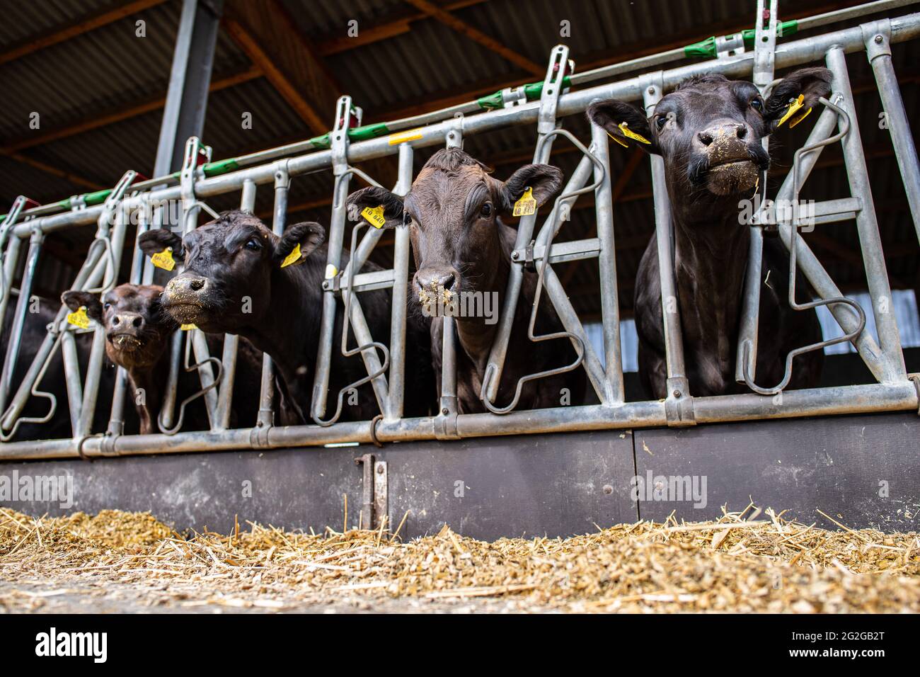 08 June 2021, North Rhine-Westphalia, Münster: Four young Wagyu steers ...