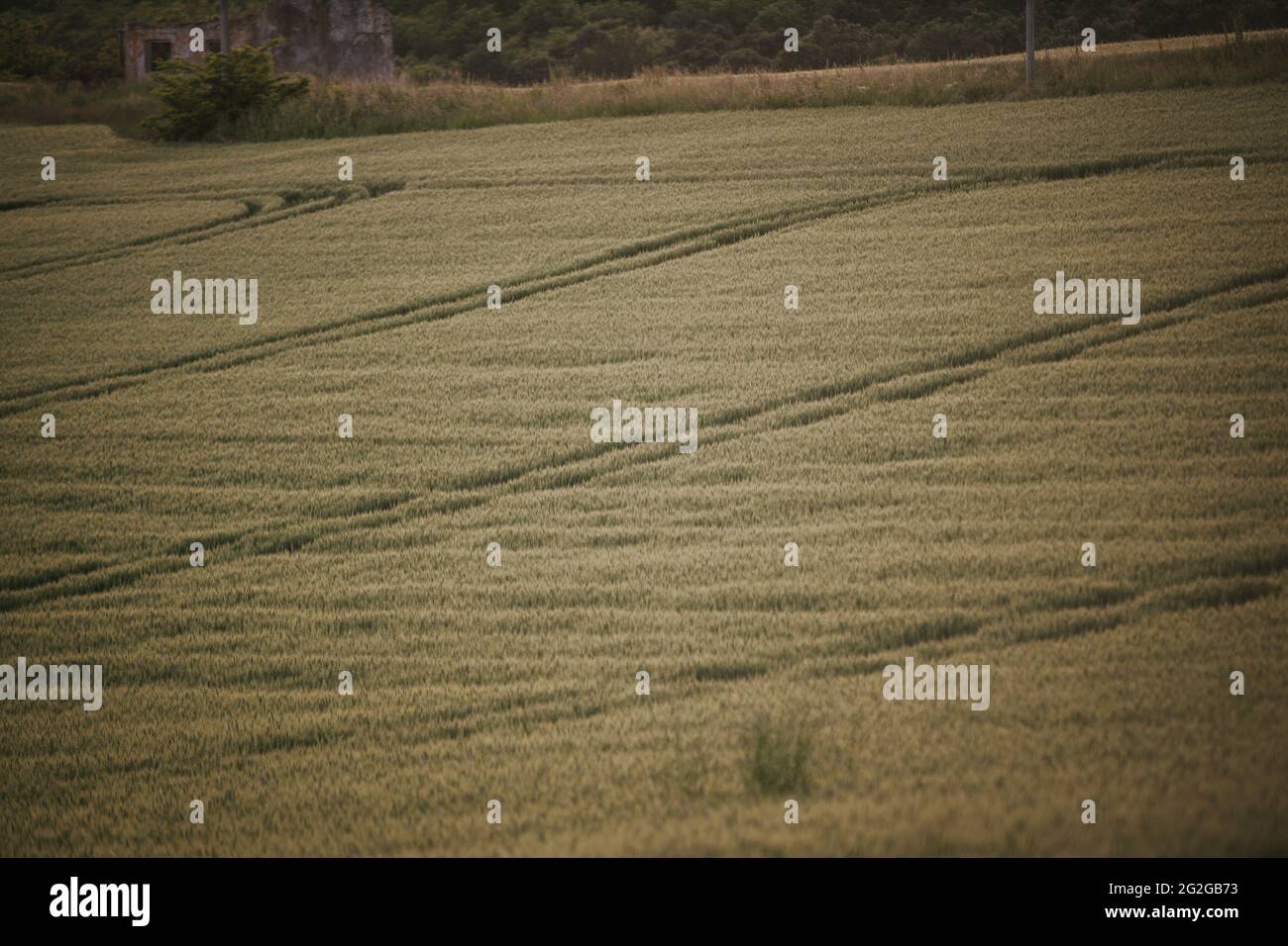 Wheat field in the countryside Stock Photo - Alamy