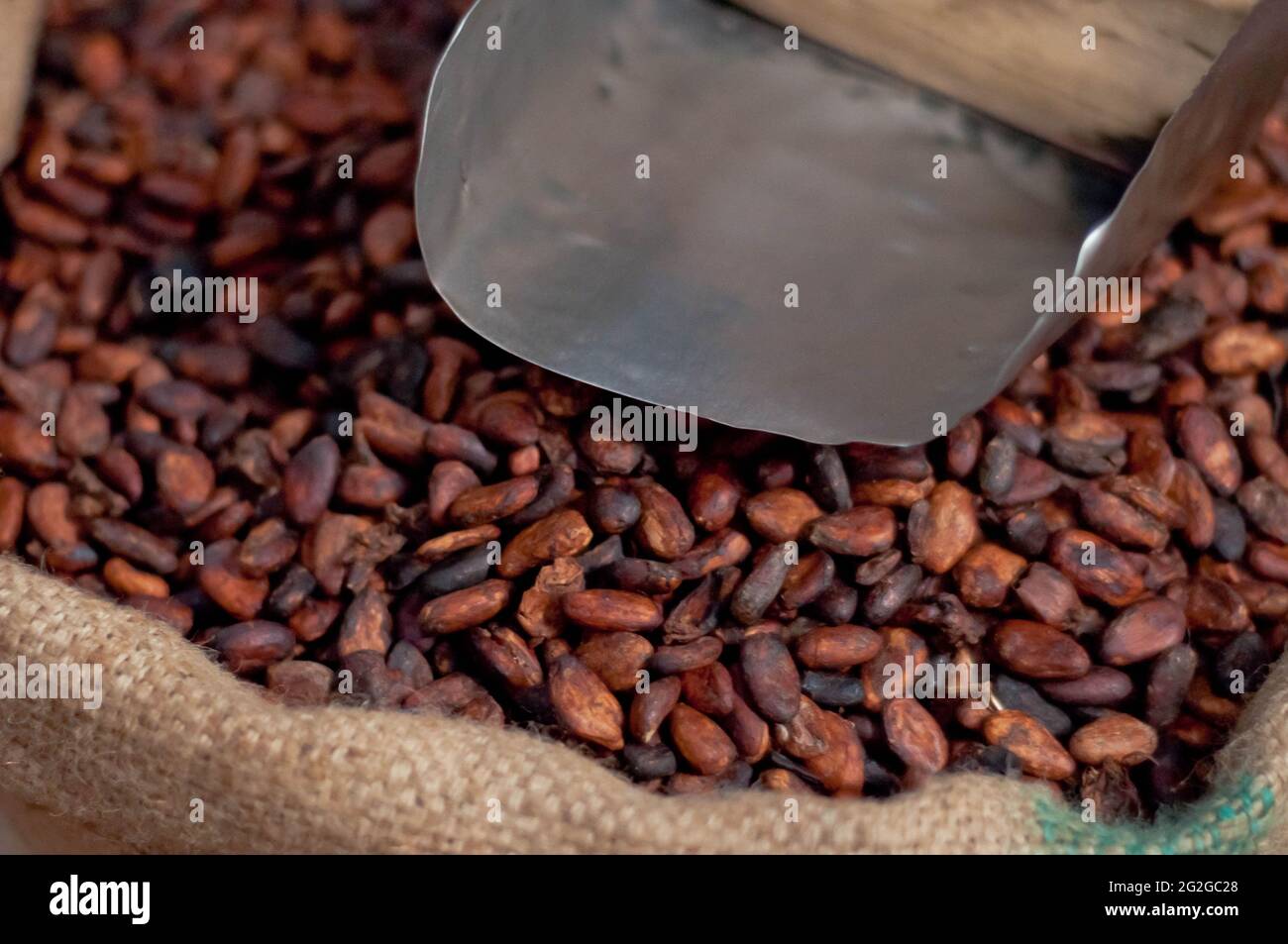 Cocoa beans in a sack sourced from Indonesia Stock Photo - Alamy
