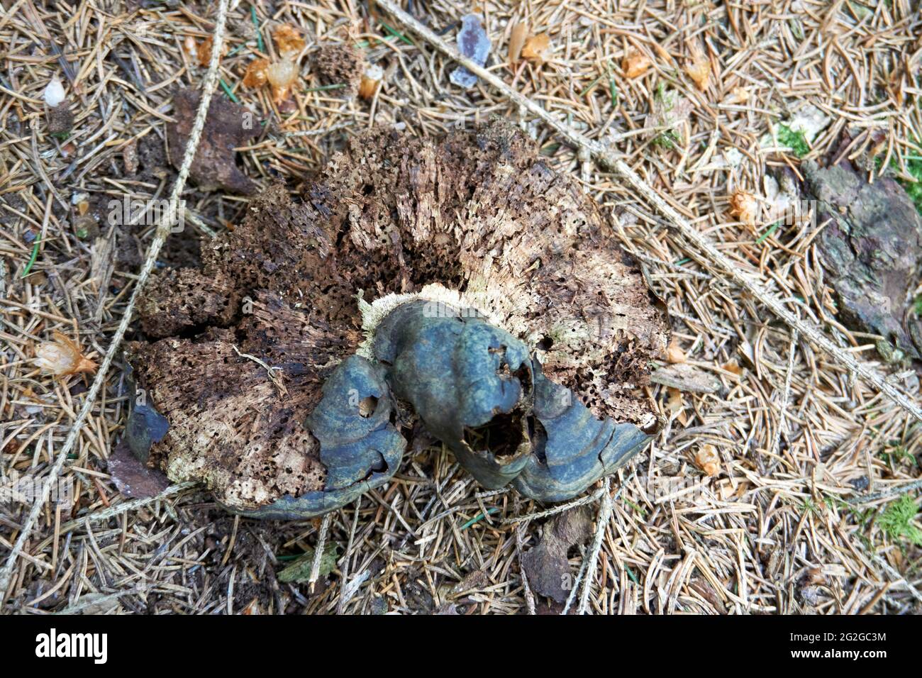 Top view of rotten black mushrooms on a tree trunk in a forest Stock ...