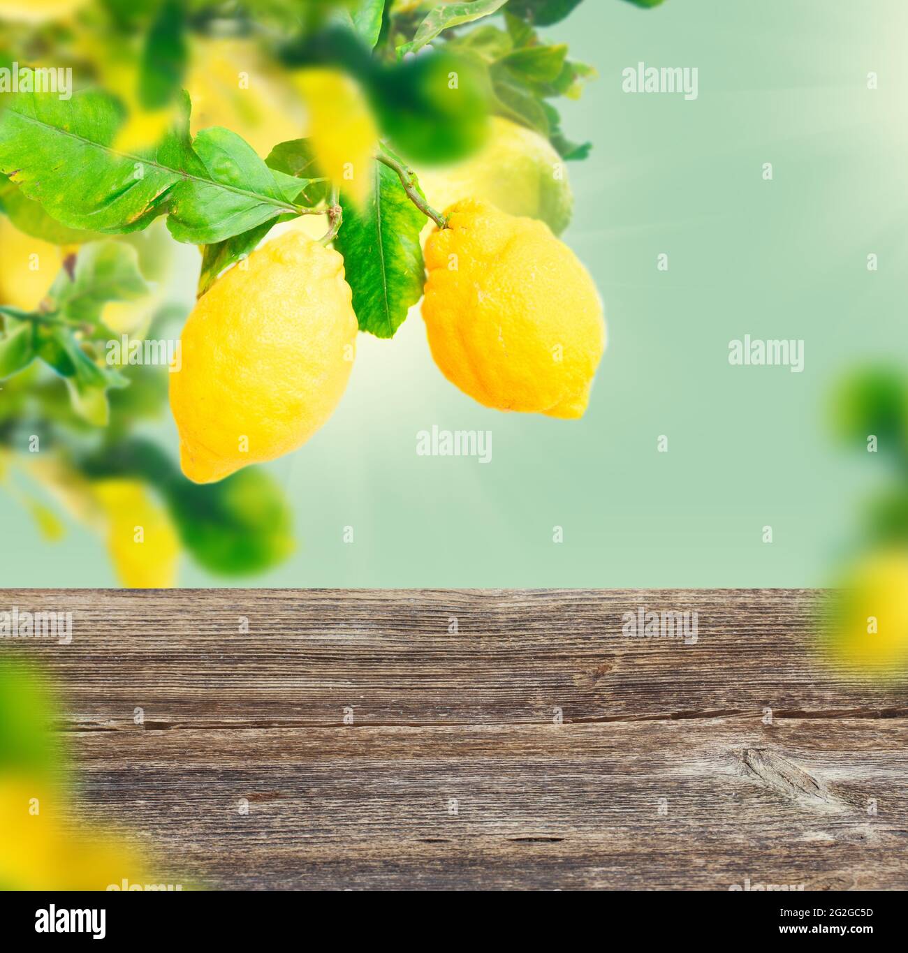 Lemon garden with friuts Stock Photo - Alamy