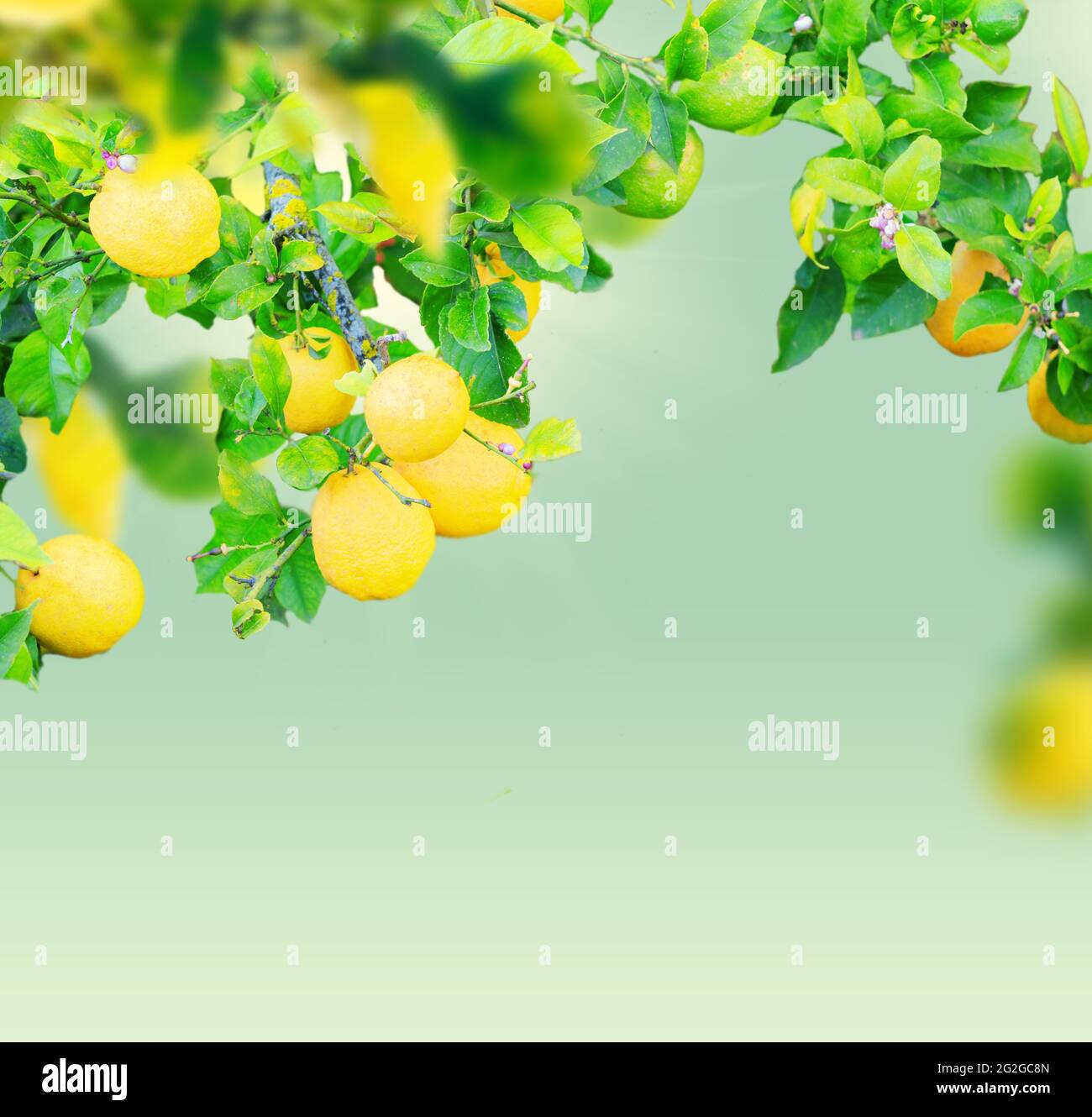 Lemon garden of Sorrento Stock Photo - Alamy