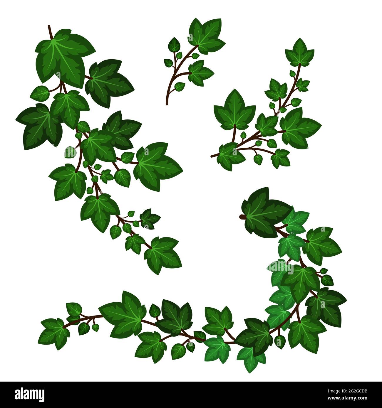 Green ivy climbing Stock Vector Images - Alamy
