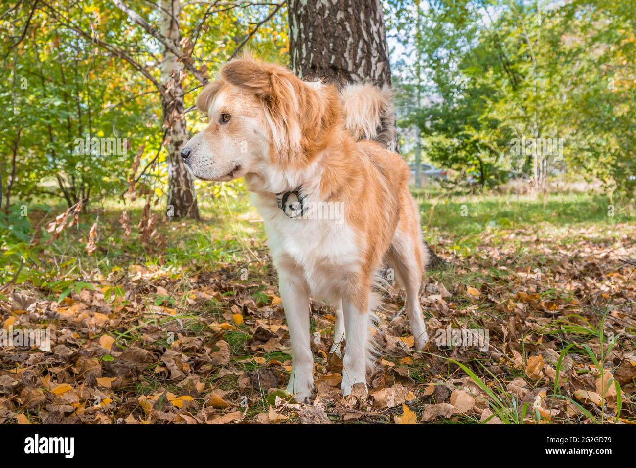 A dog in the autumn forest with a dog collar from fleas and ticks Stock ...