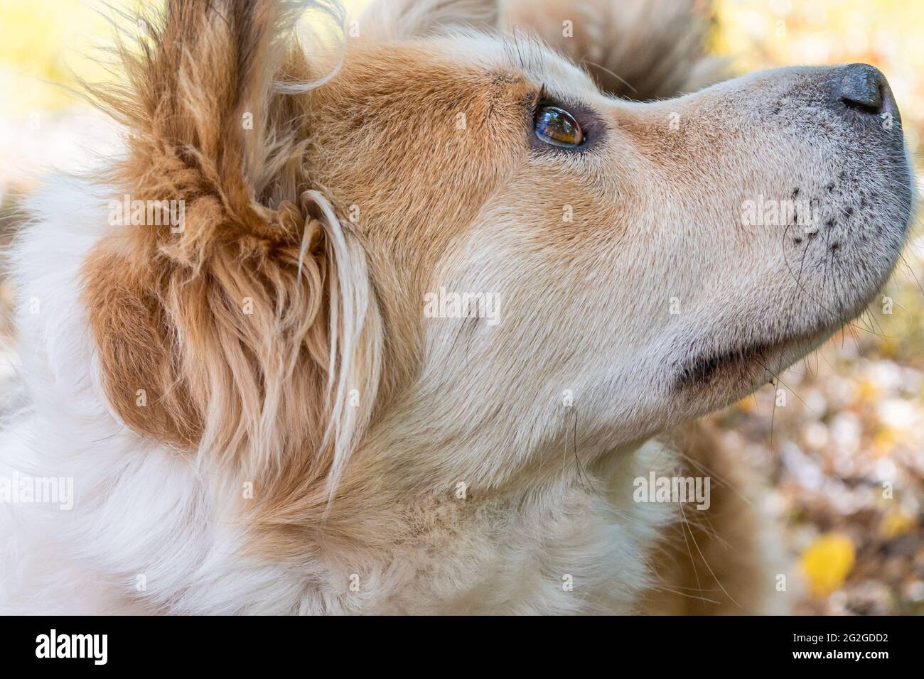 The dog carefully looks up and away. Close-up of a beautiful white-red ...