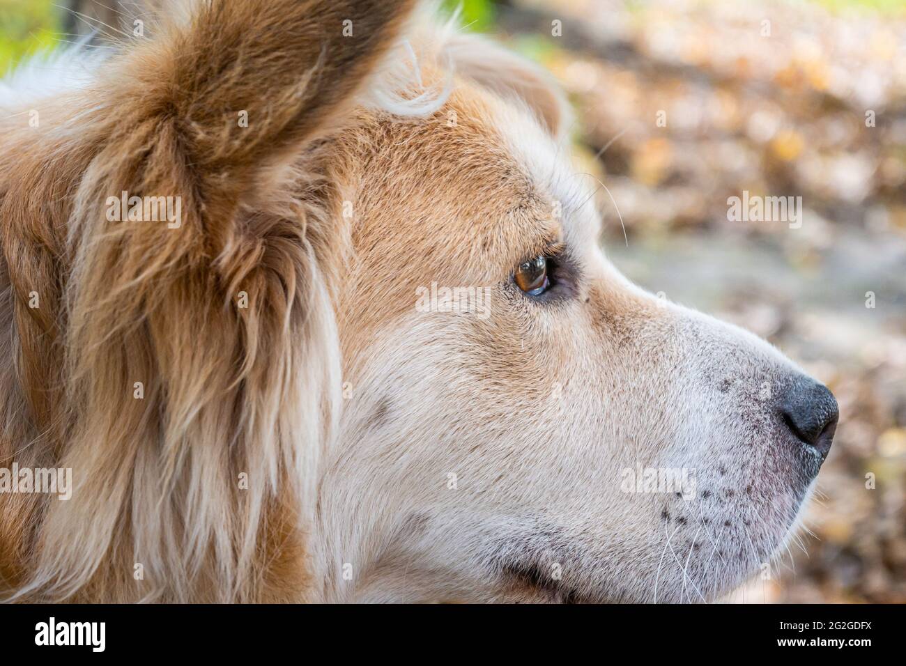 The dog looks carefully to the side. Close-up of a beautiful white-red ...