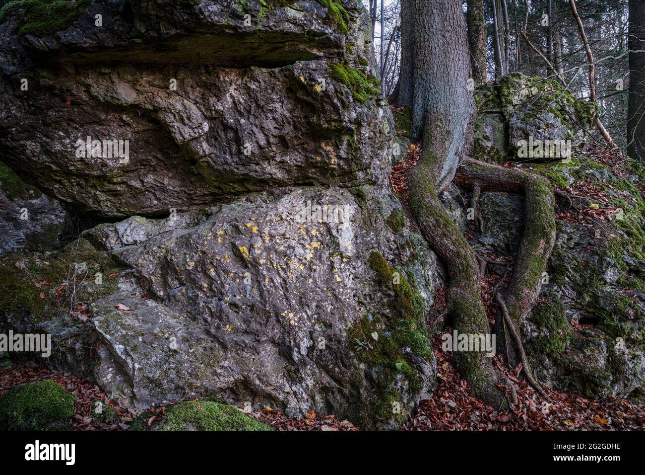 Druid grove hi-res stock photography and images - Alamy