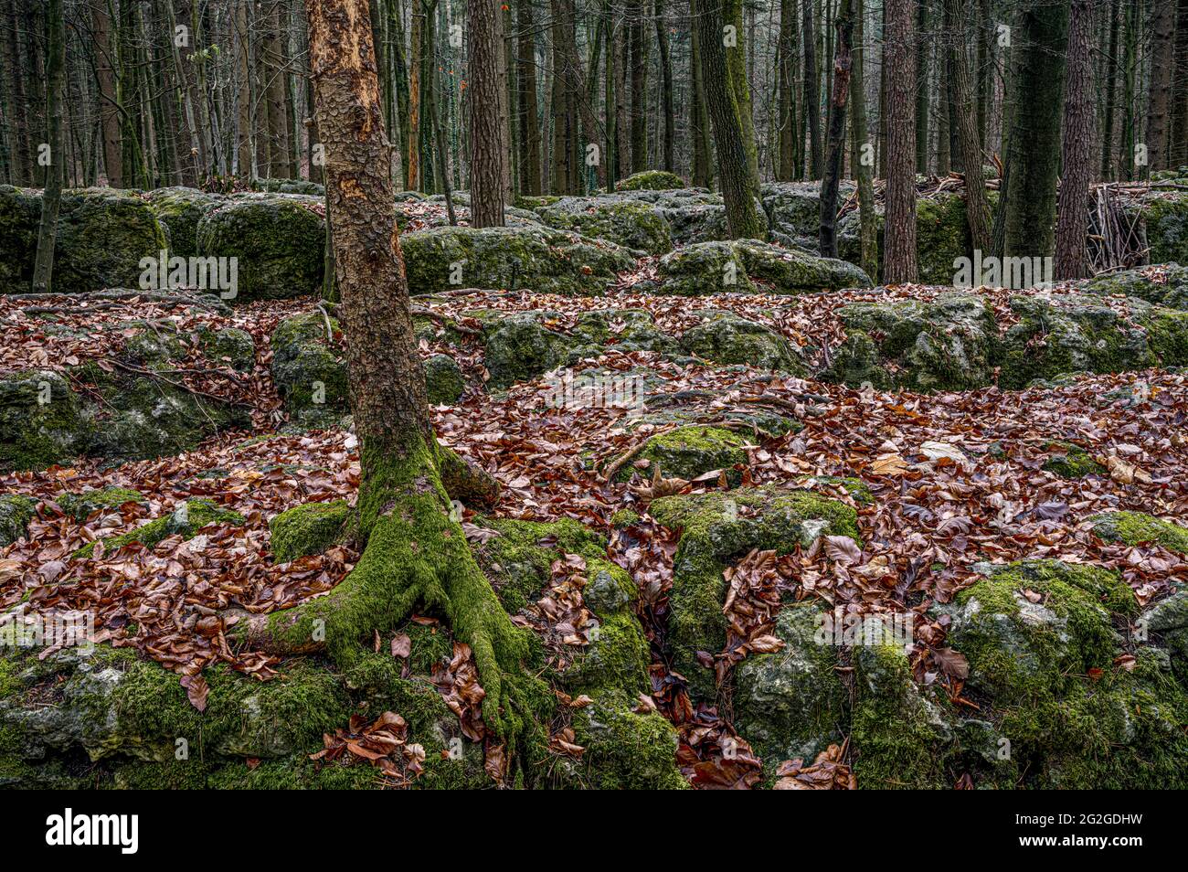 Druid grove hi-res stock photography and images - Alamy