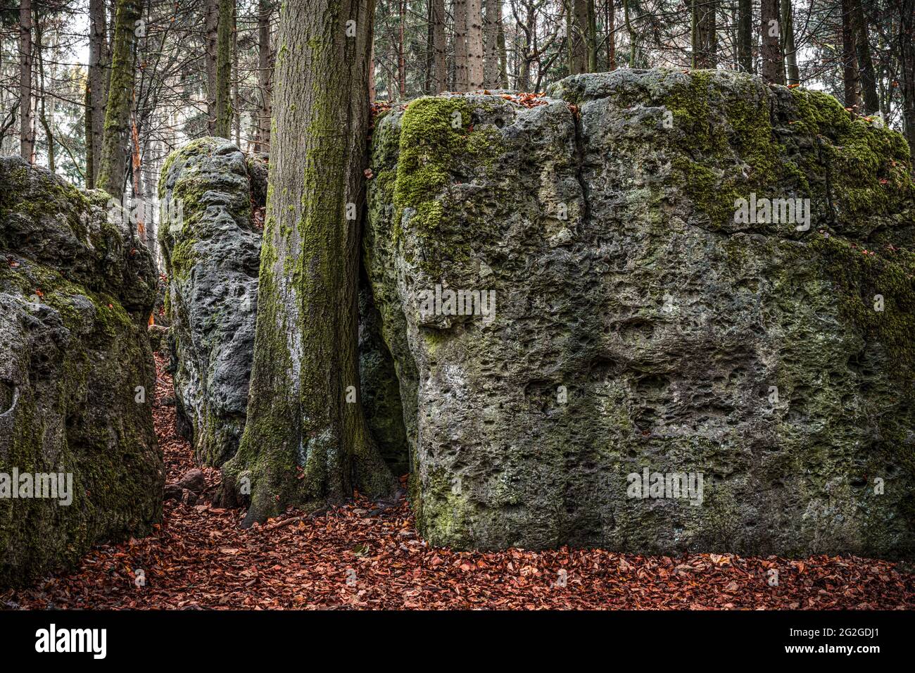 Druid grove hi-res stock photography and images - Alamy