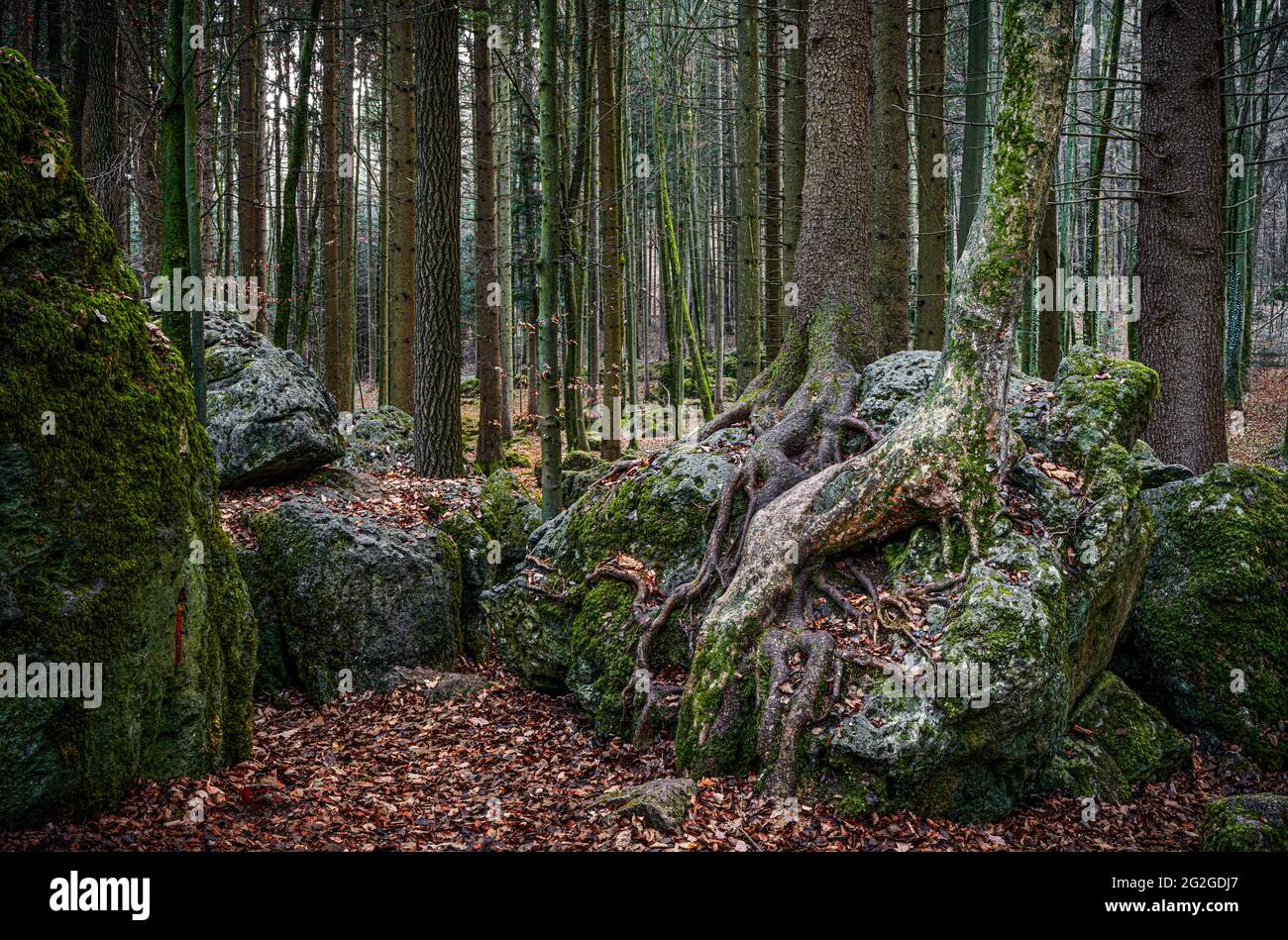 Druid grove hi-res stock photography and images - Alamy