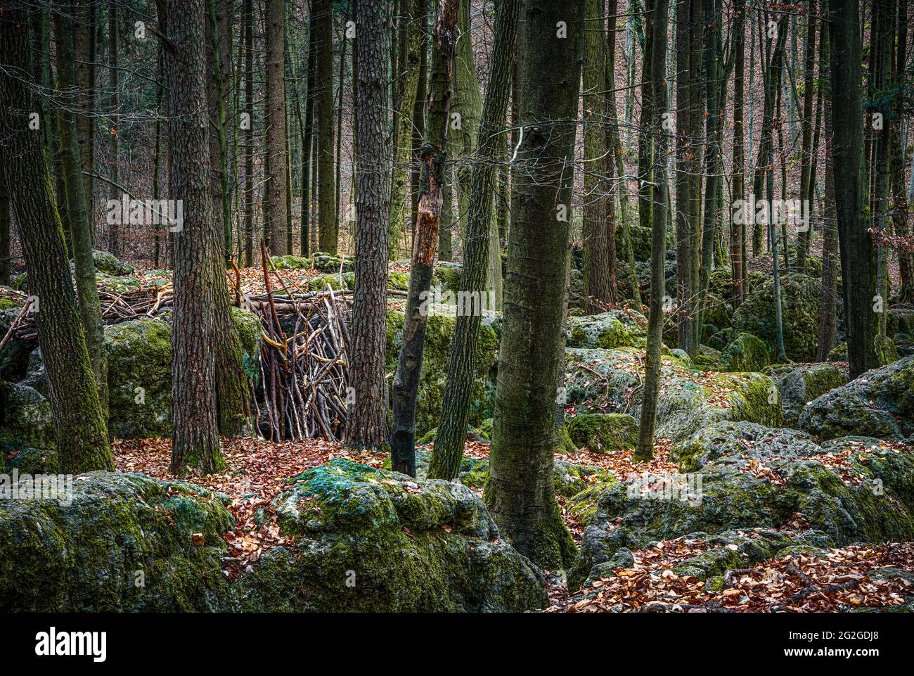 Druid grove hi-res stock photography and images - Alamy