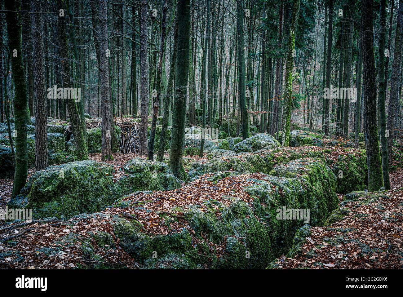 Druid tree hi-res stock photography and images - Alamy