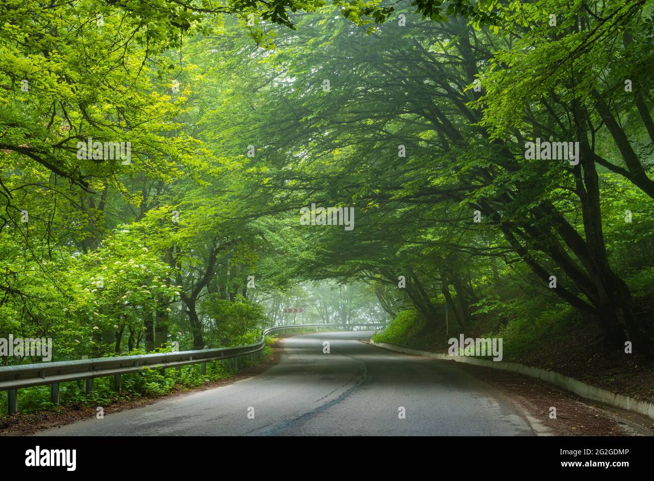 Sabaduri forest in summer, a beautiful place in the north of Tbilisi ...