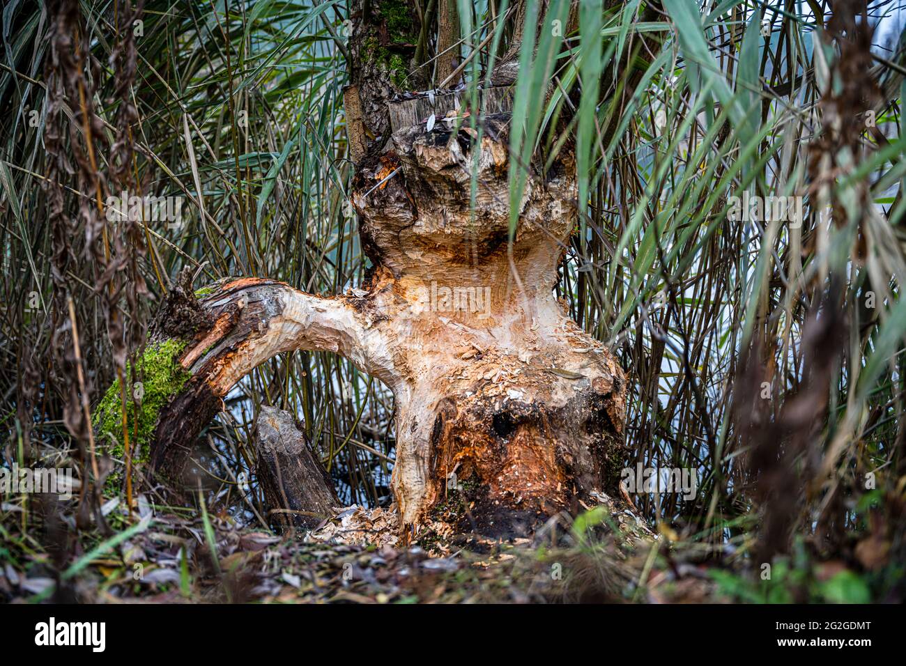 Beaver tree trunk, Middle Franconia Stock Photo - Alamy