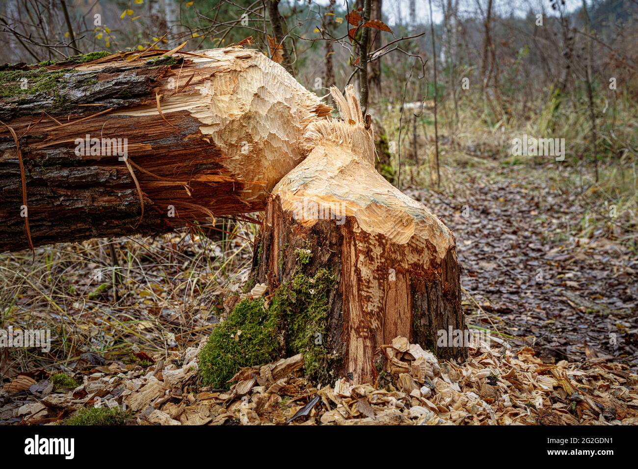 Beaver tree hi-res stock photography and images - Alamy
