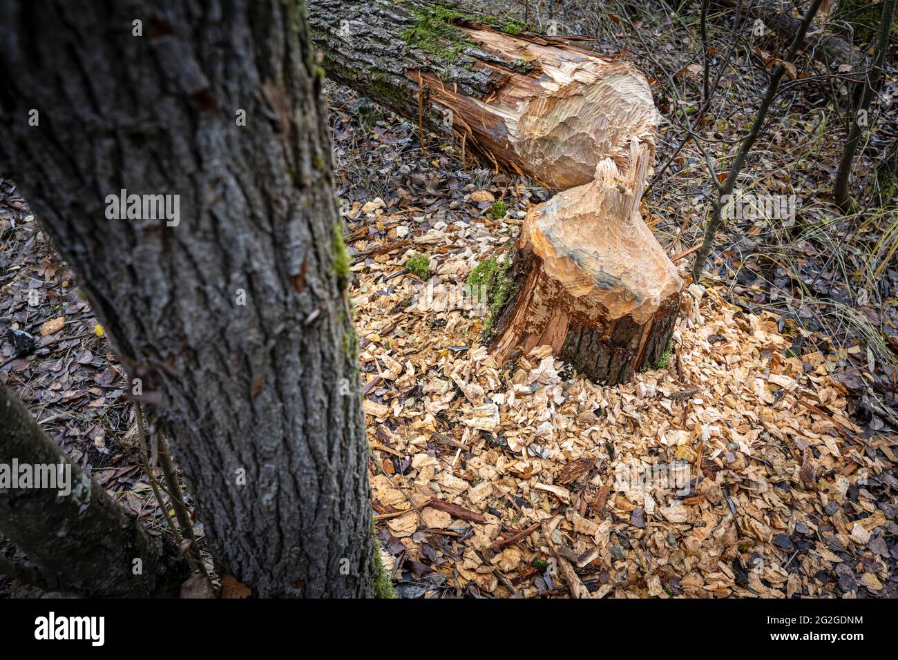 Beaver tree trunk, Middle Franconia Stock Photo - Alamy